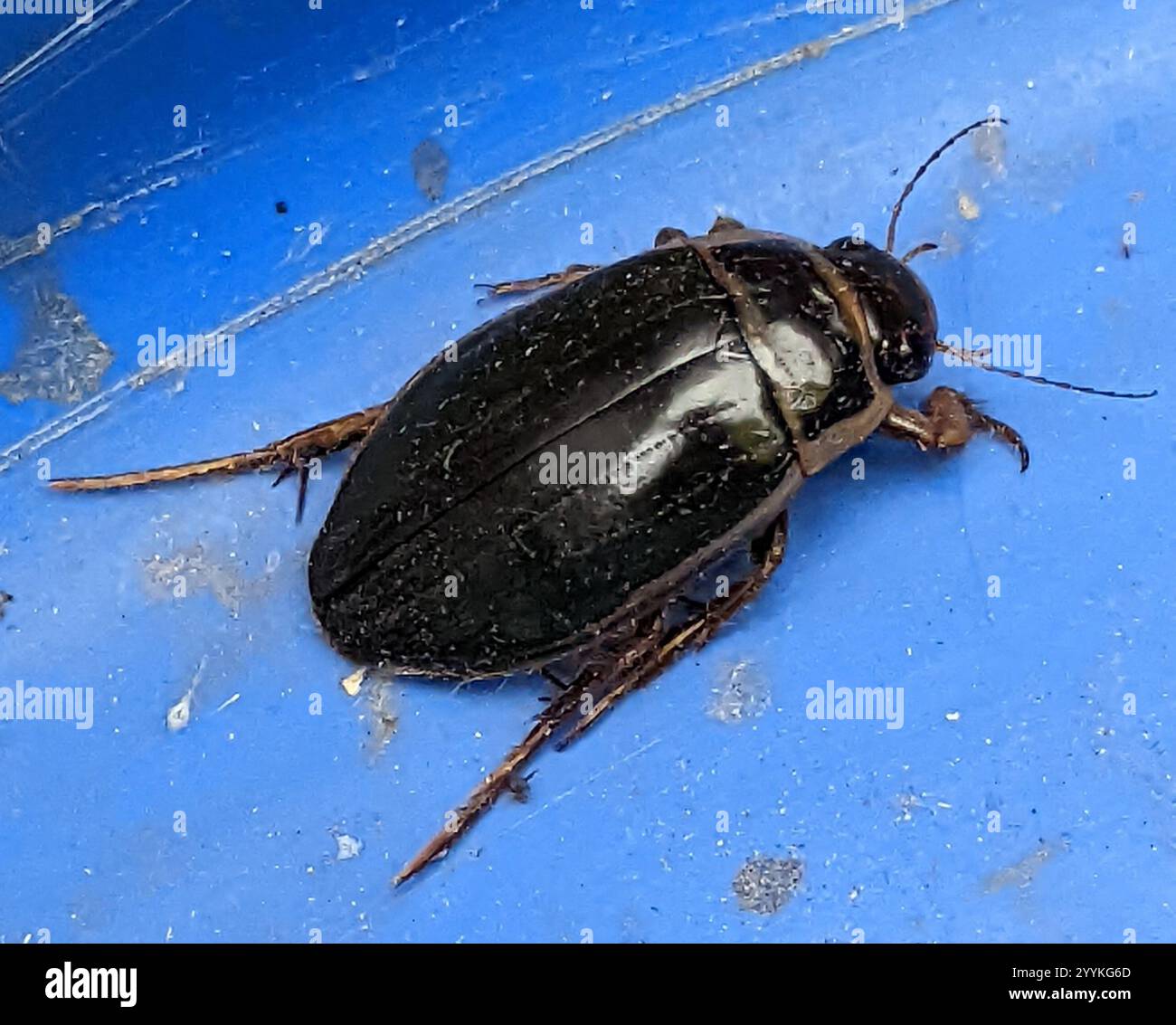 Great Diving Beetle (Dytiscus marginalis Stock Photo - Alamy