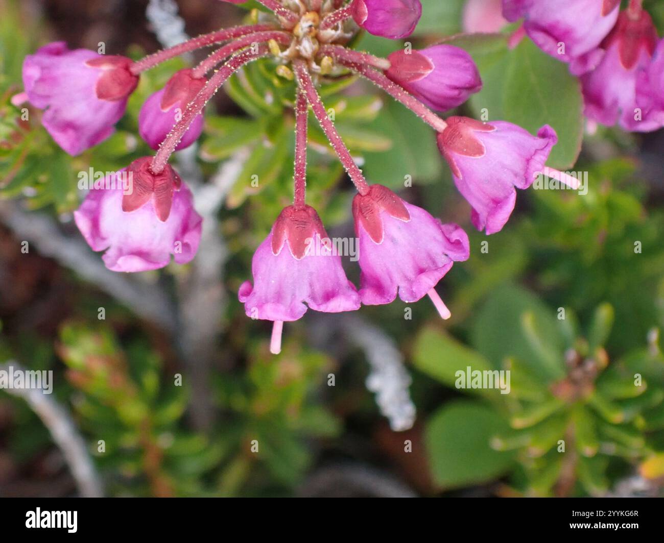 pink mountainheath (Phyllodoce empetriformis Stock Photo - Alamy