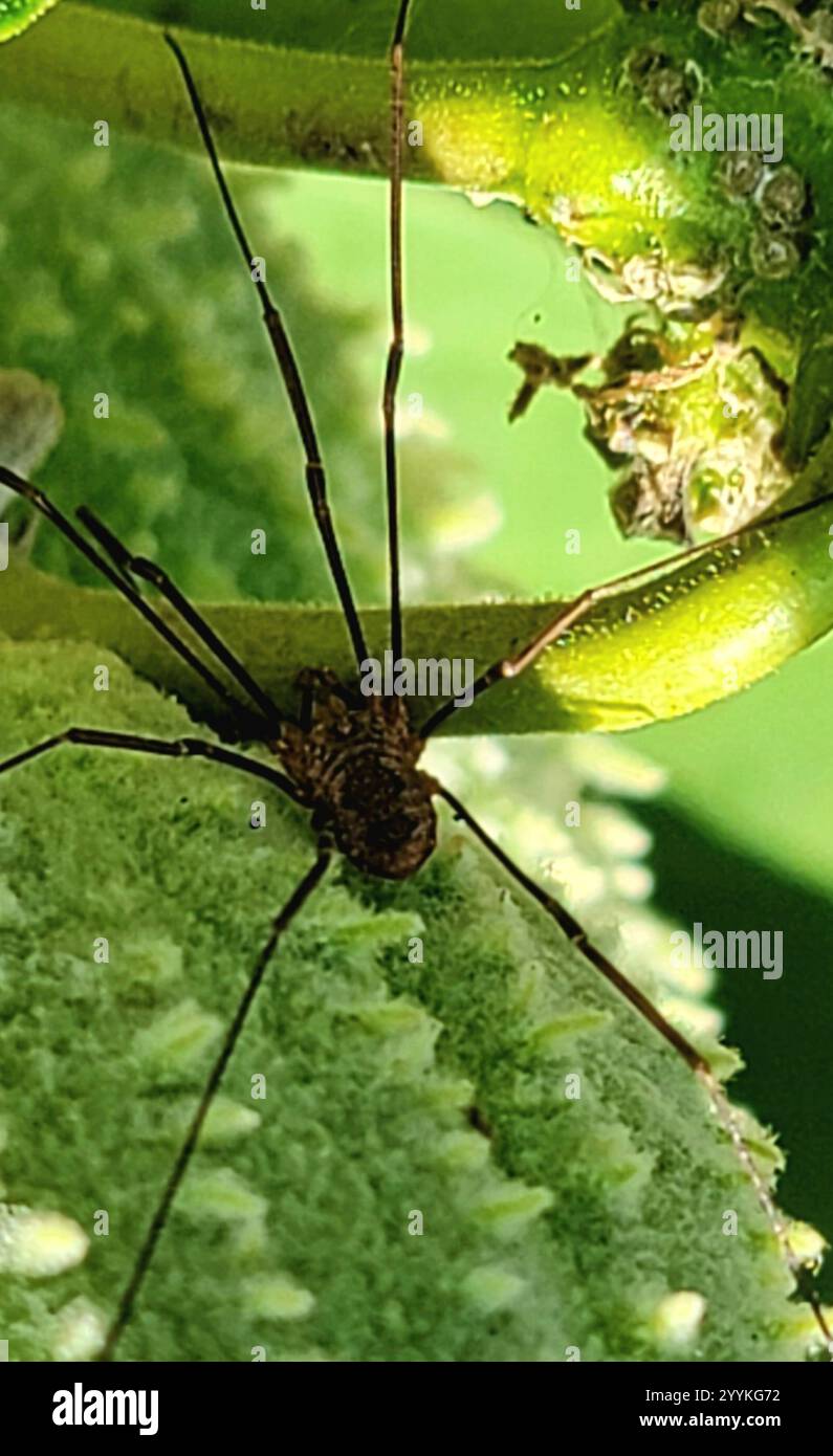 European Harvestman (Phalangium opilio Stock Photo - Alamy