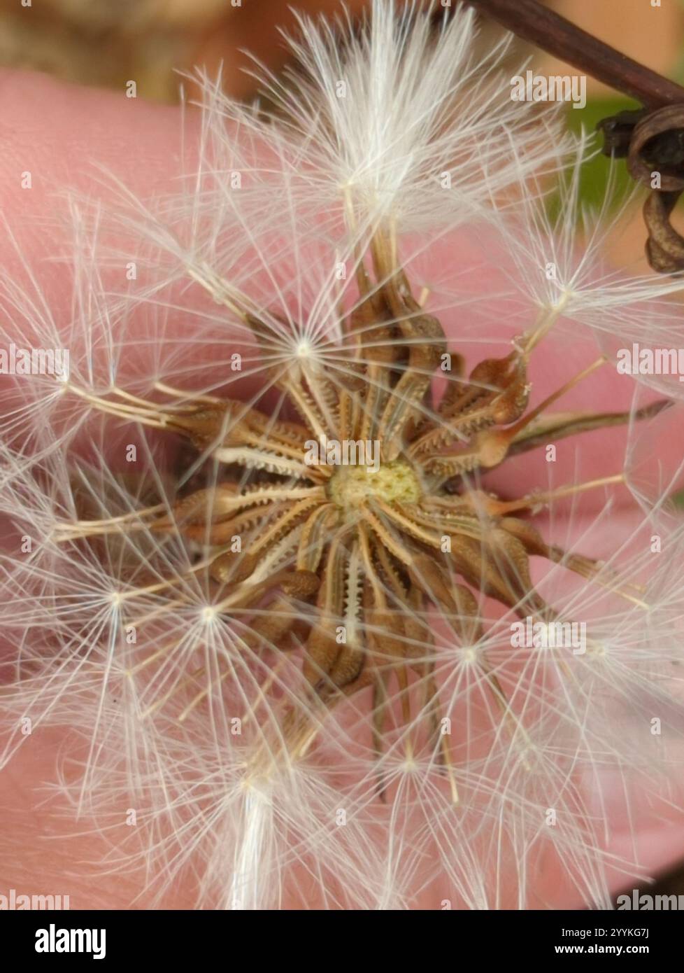 False Hawkbit (Urospermum picroides Stock Photo - Alamy