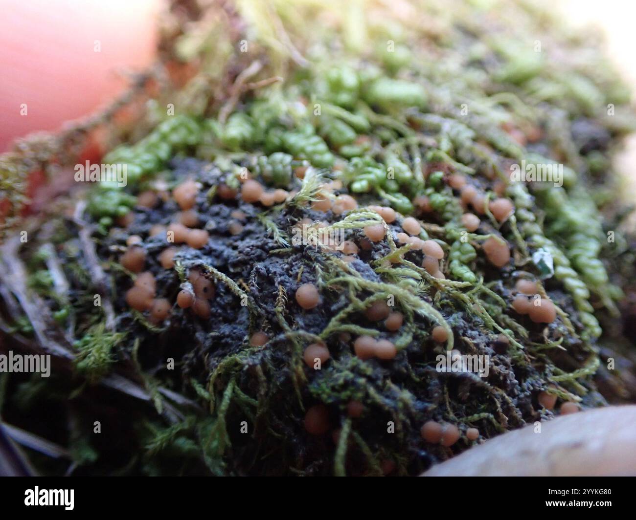 Moss Shingle Lichen (Fuscopannaria praetermissa Stock Photo - Alamy
