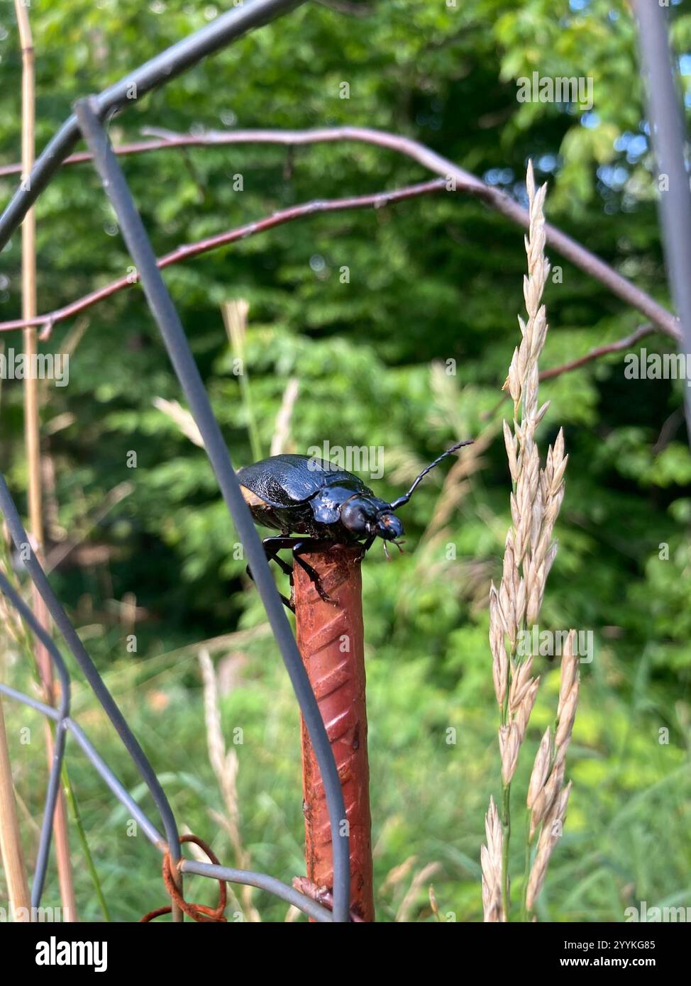 Broad-necked Root Borer (Prionus laticollis Stock Photo - Alamy