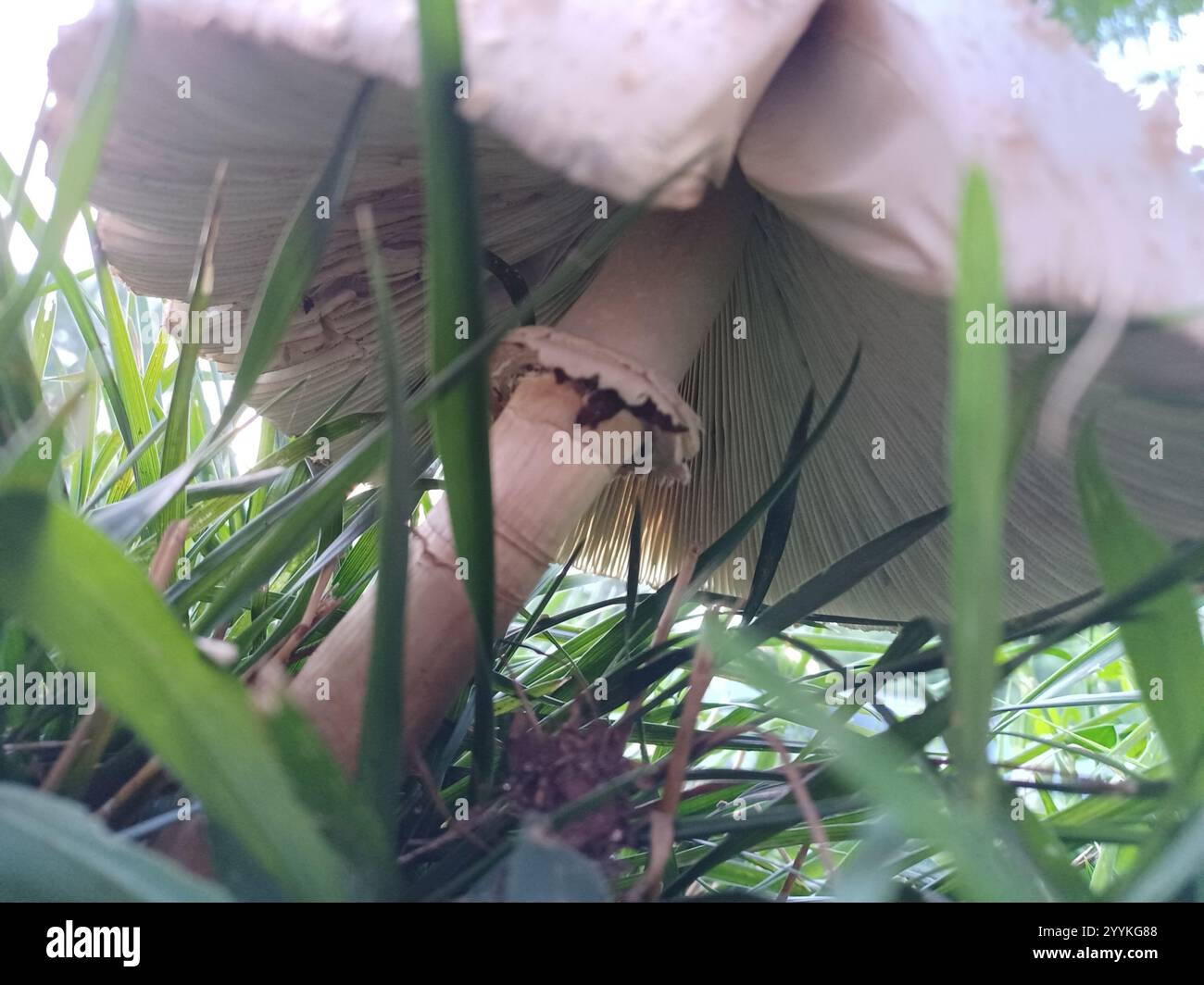 green-spored parasol (Chlorophyllum molybdites Stock Photo - Alamy