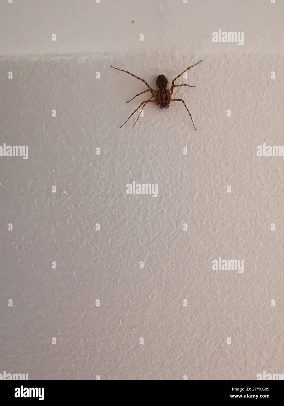 Common Spitting Spider (Scytodes thoracica Stock Photo - Alamy