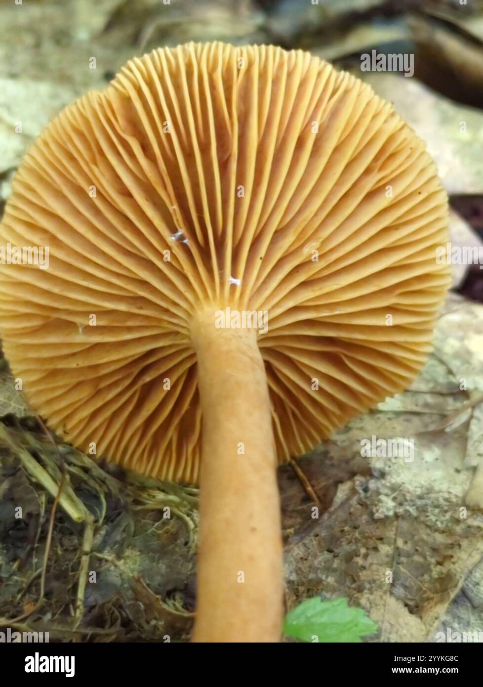 Curry Milkcap (Lactarius camphoratus Stock Photo - Alamy