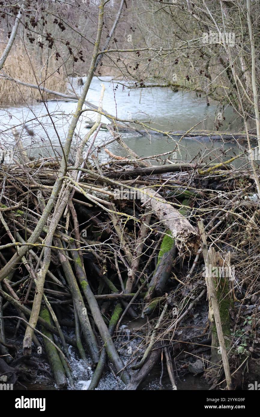 large Beaver dam dams up a lot of Water Stock Photo - Alamy
