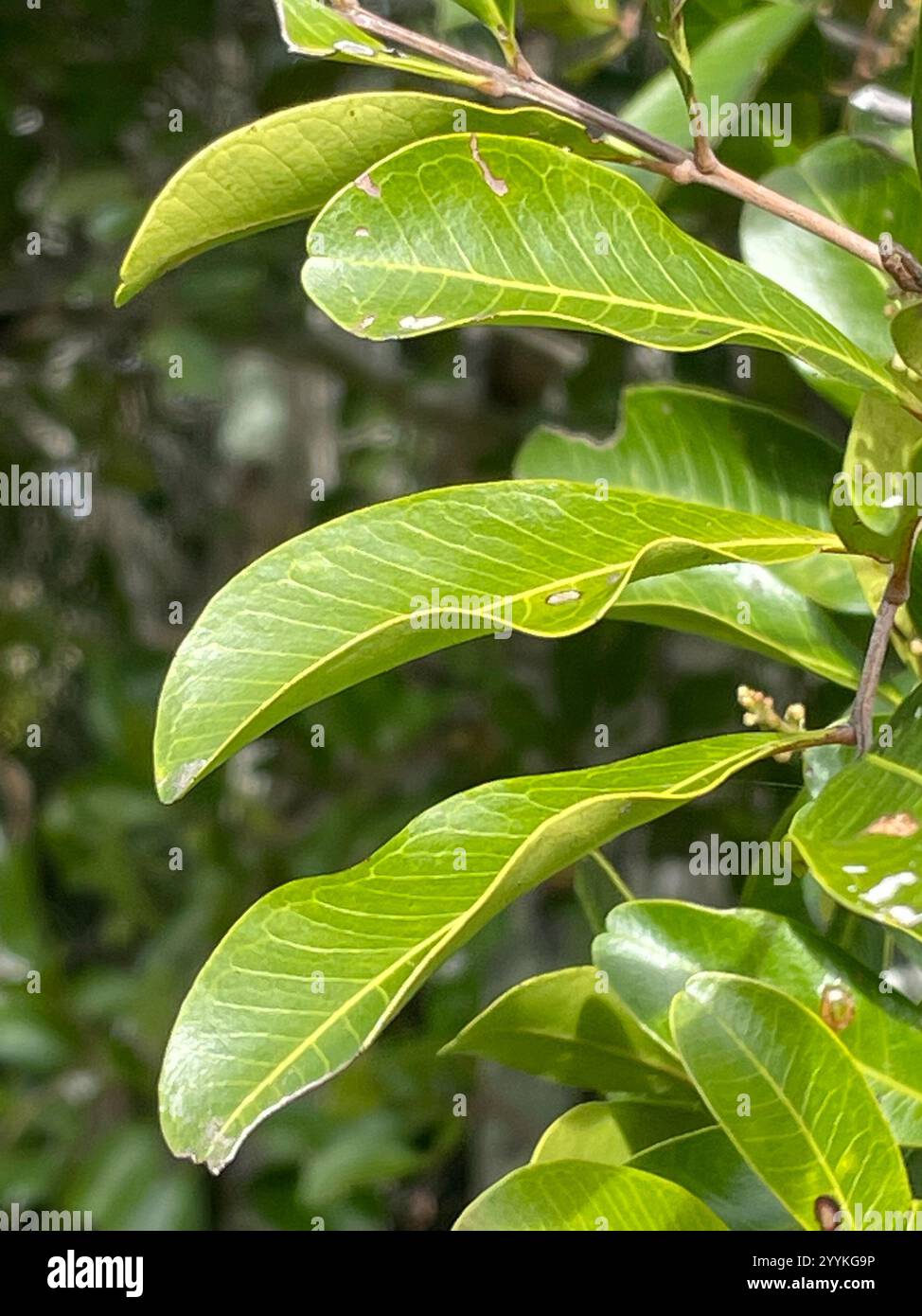 soapberry family (Sapindaceae Stock Photo - Alamy