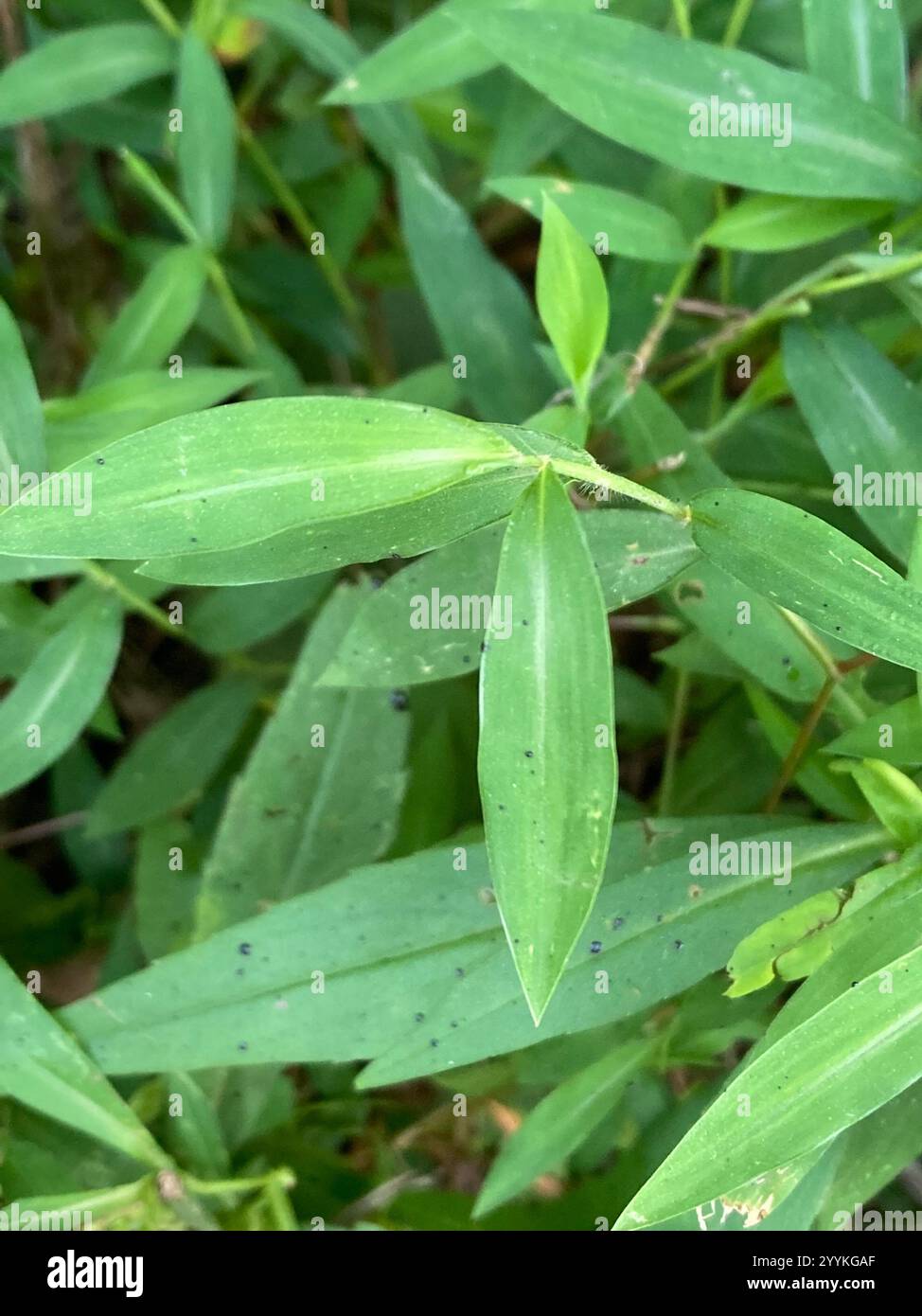 Japanese stiltgrass (Microstegium vimineum Stock Photo - Alamy