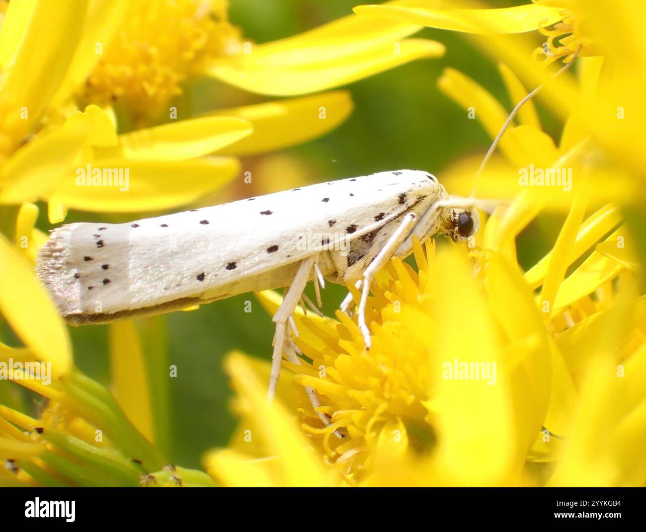 Small Ermine Moths (Yponomeuta Stock Photo - Alamy