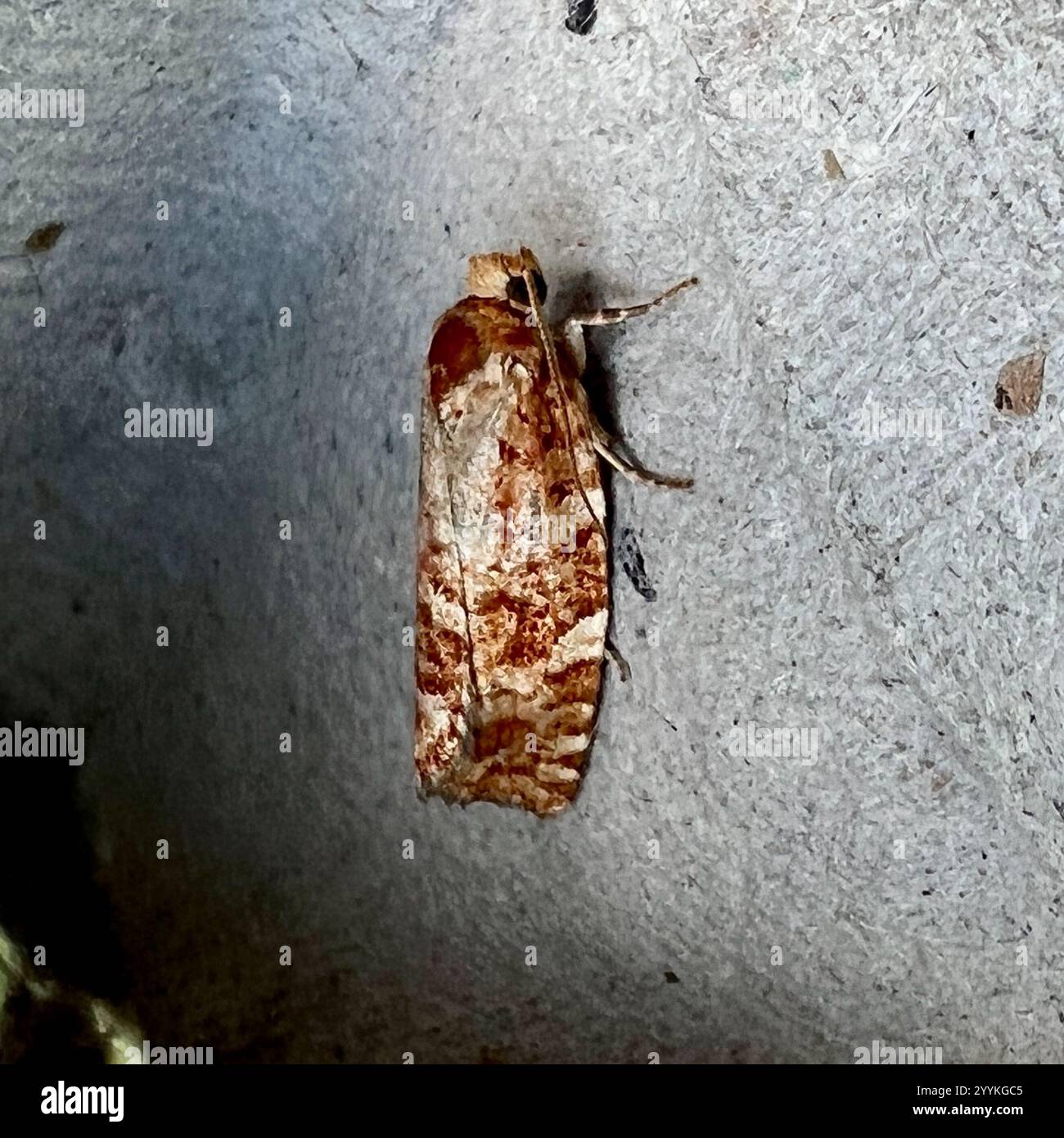 Fruit-tree Leafroller Moth (Archips argyrospila Stock Photo - Alamy