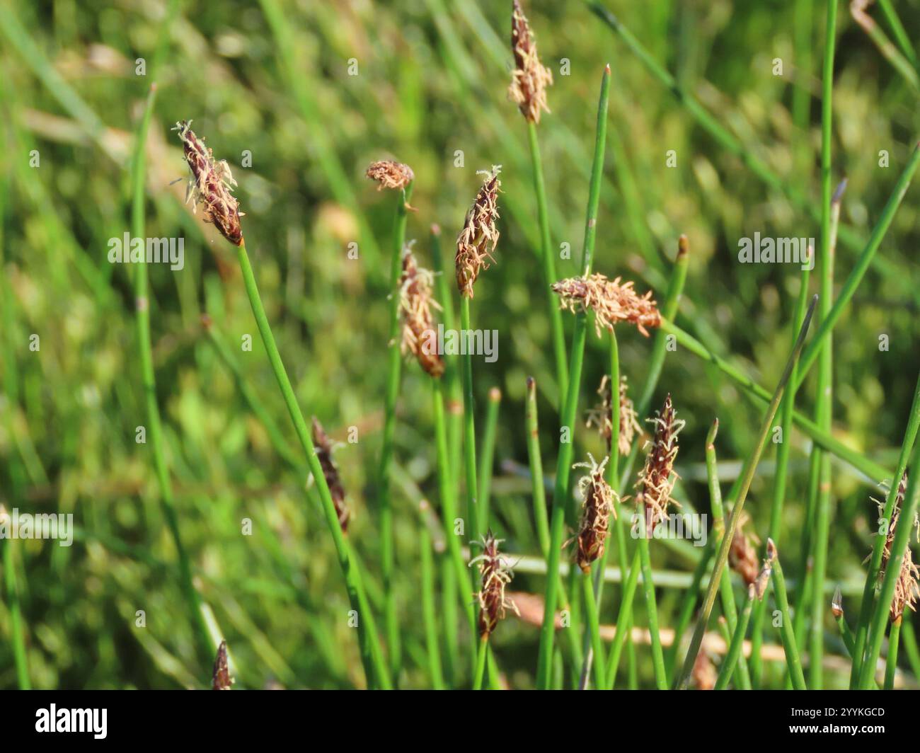 common spikerush (Eleocharis palustris Stock Photo - Alamy
