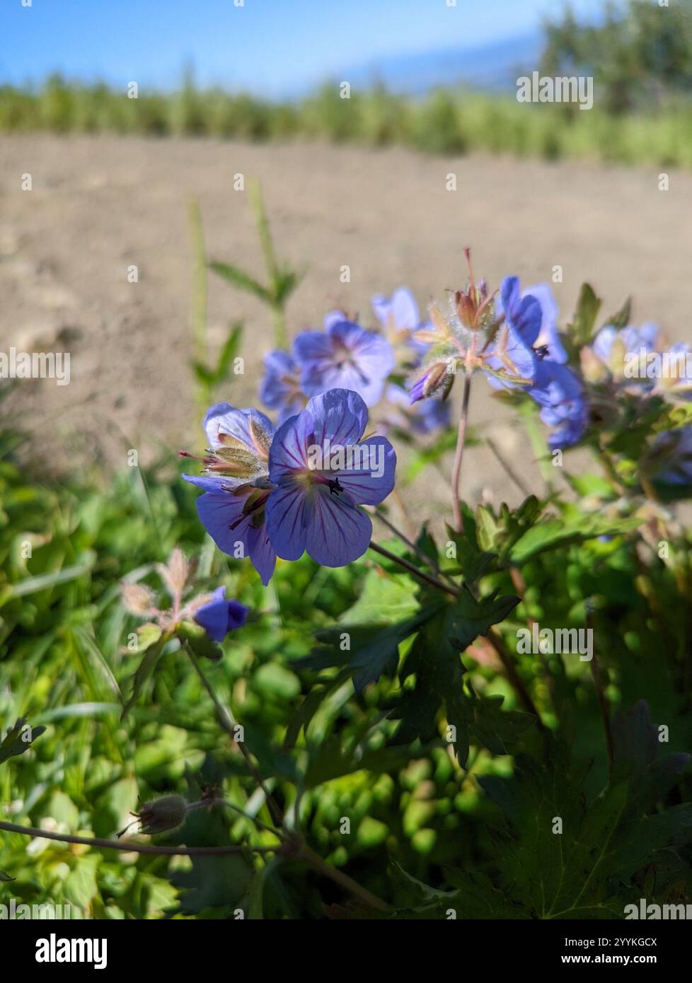 woolly cranesbill (Geranium erianthum Stock Photo - Alamy