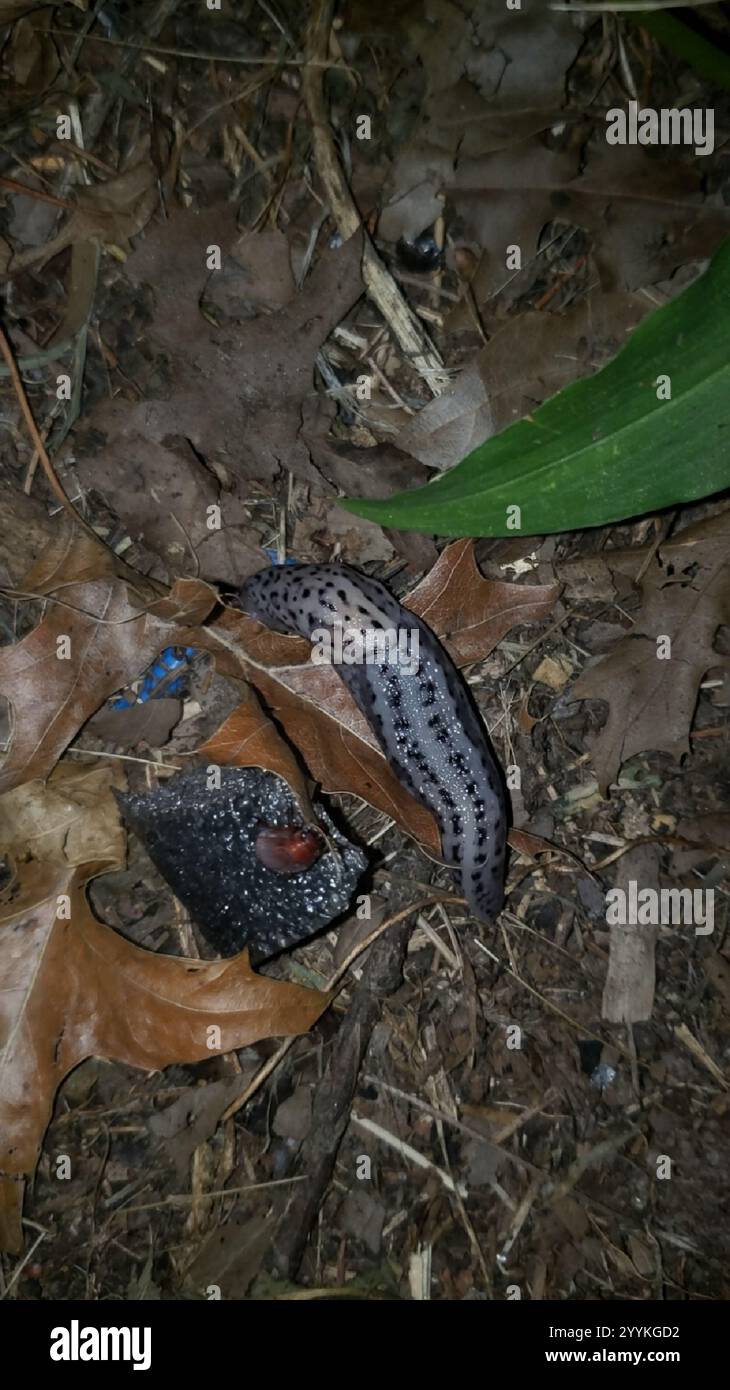 Leopard Slug (Limax maximus Stock Photo - Alamy