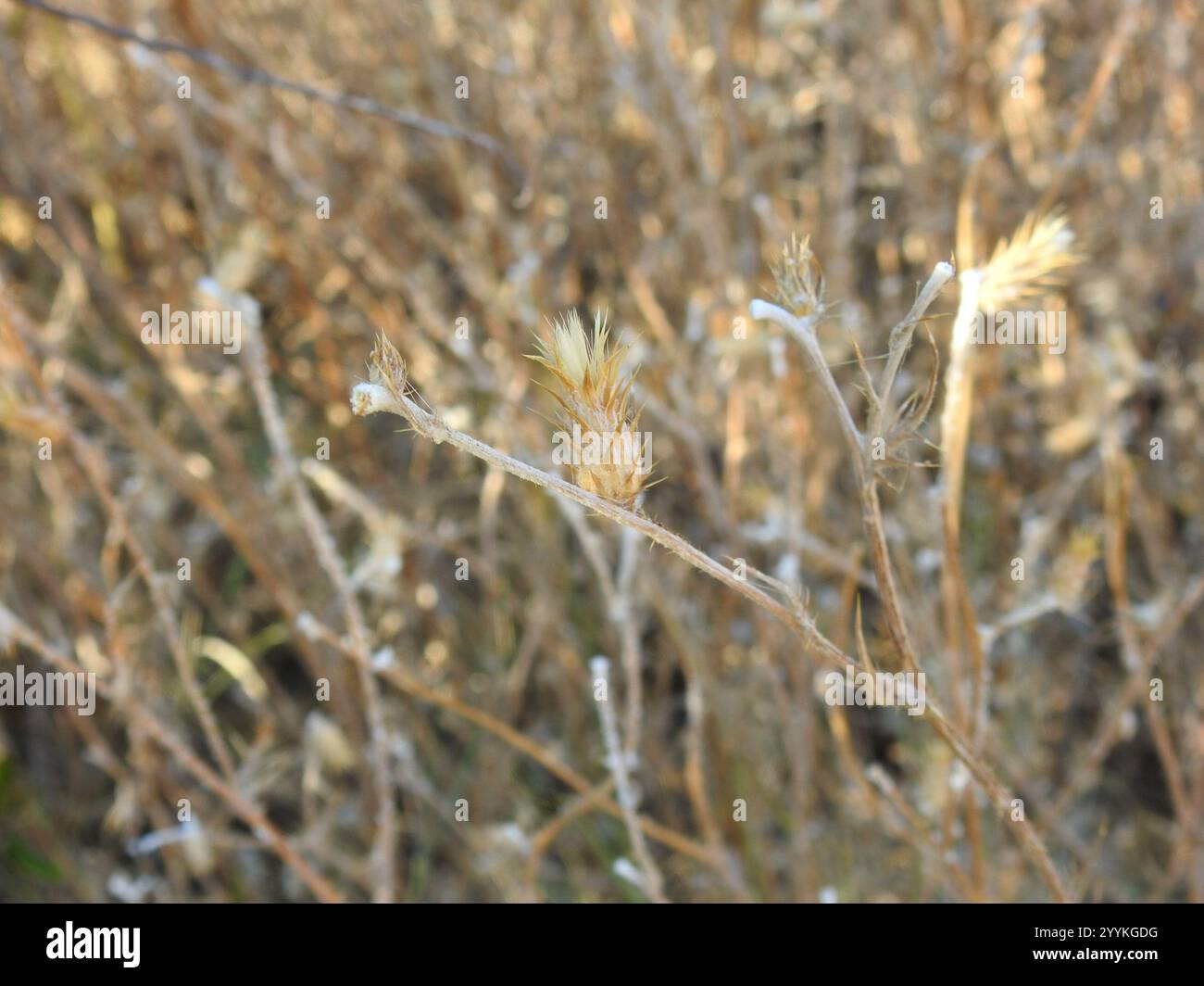 Italian thistle (Carduus pycnocephalus Stock Photo - Alamy