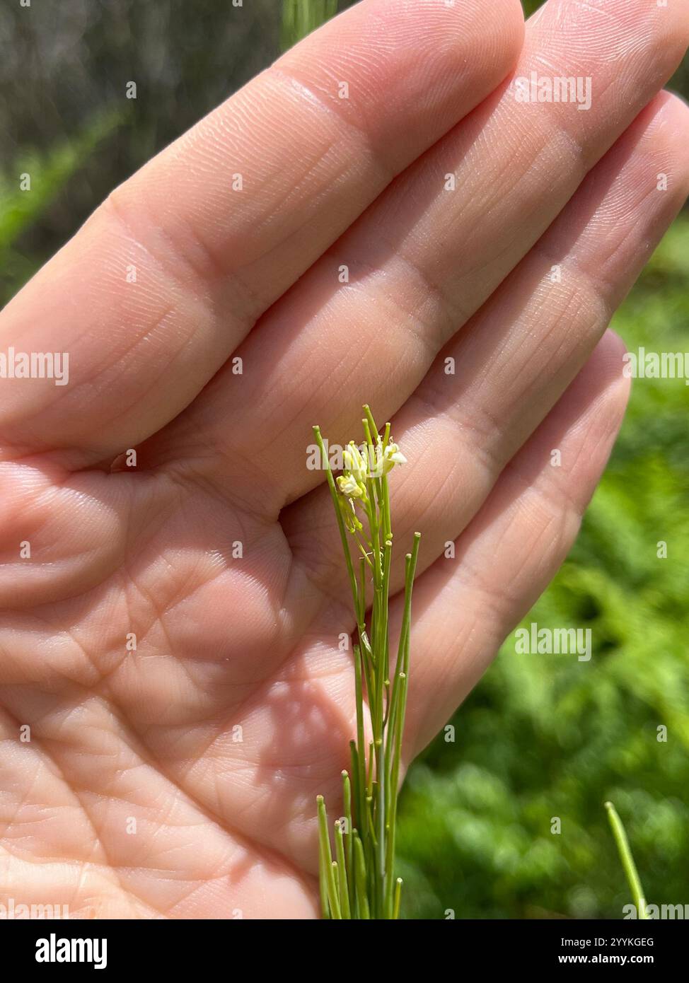 Tower Mustard (Turritis glabra Stock Photo - Alamy