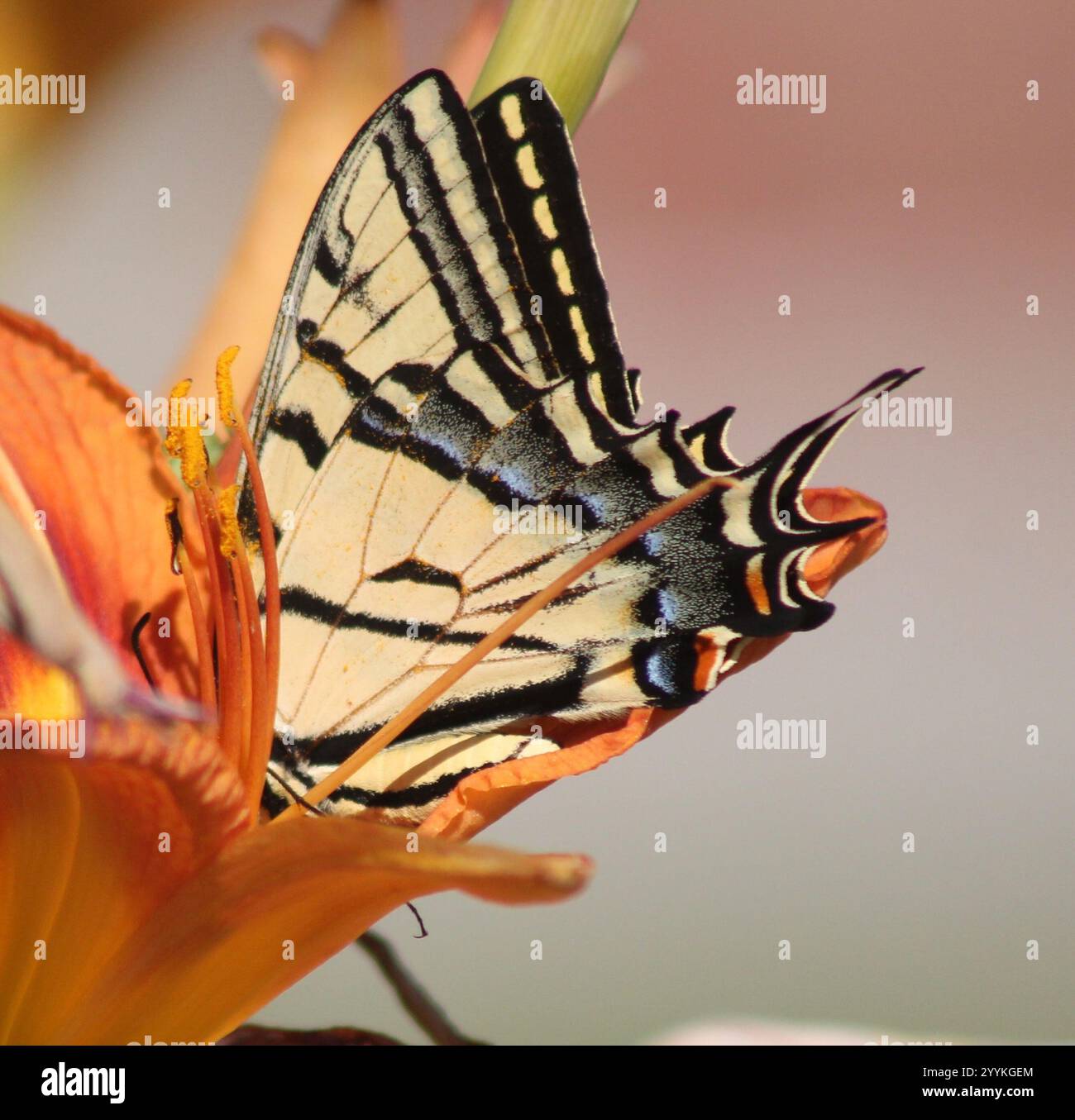 Two-tailed Swallowtail (Papilio multicaudata Stock Photo - Alamy