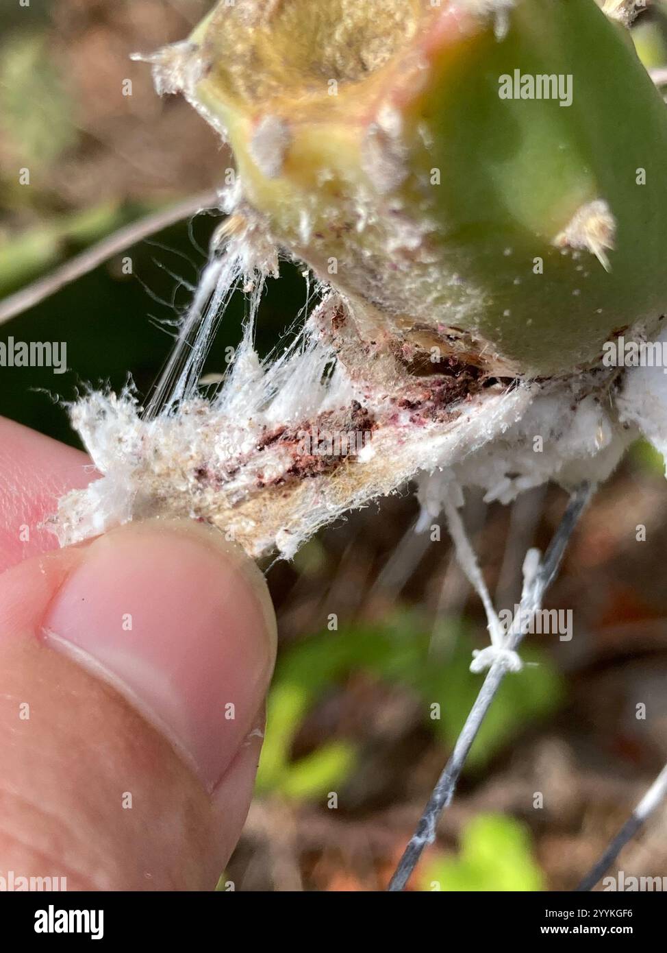 American cochineal bug (Dactylopius confusus Stock Photo - Alamy