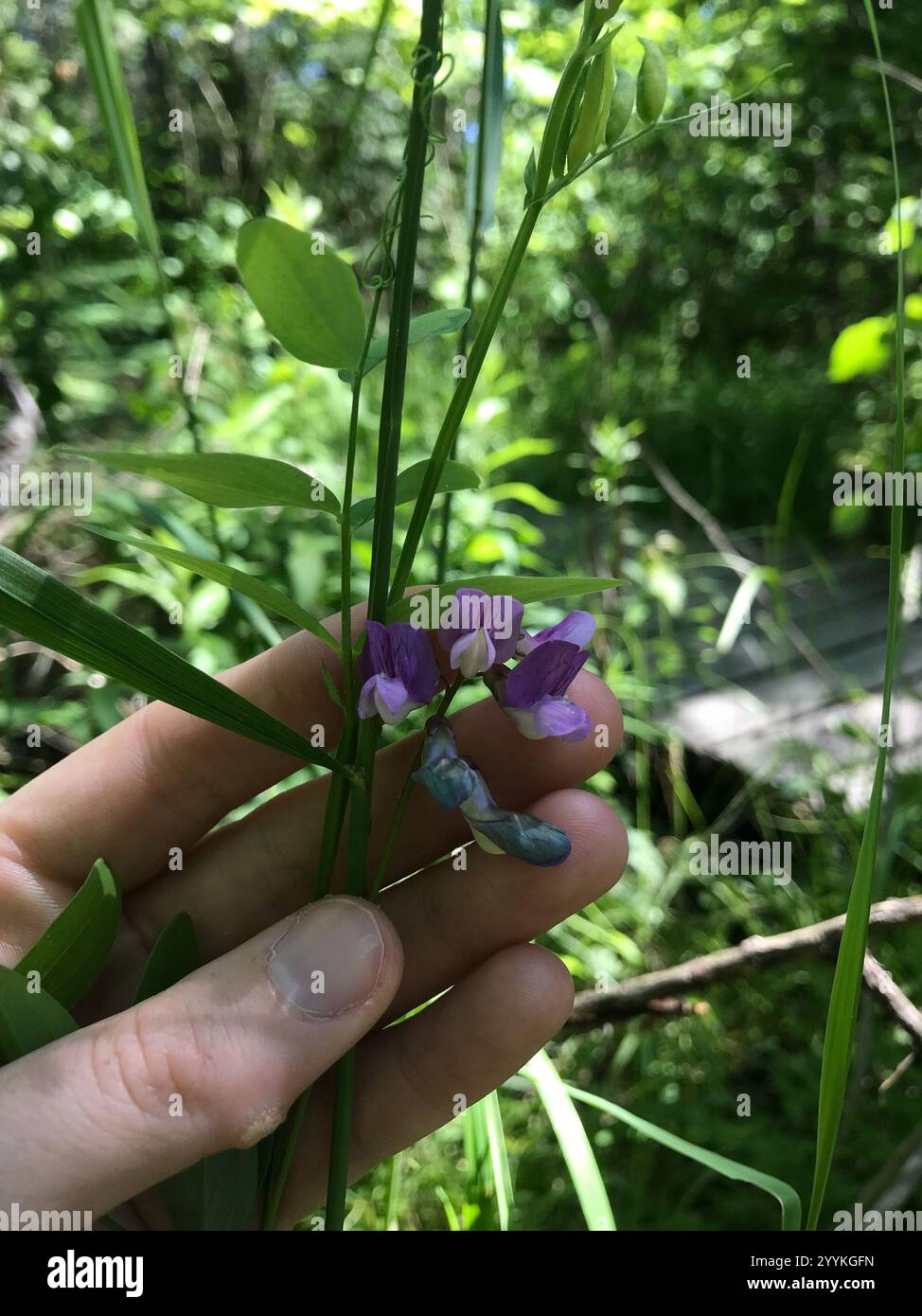 marsh pea (Lathyrus palustris Stock Photo - Alamy
