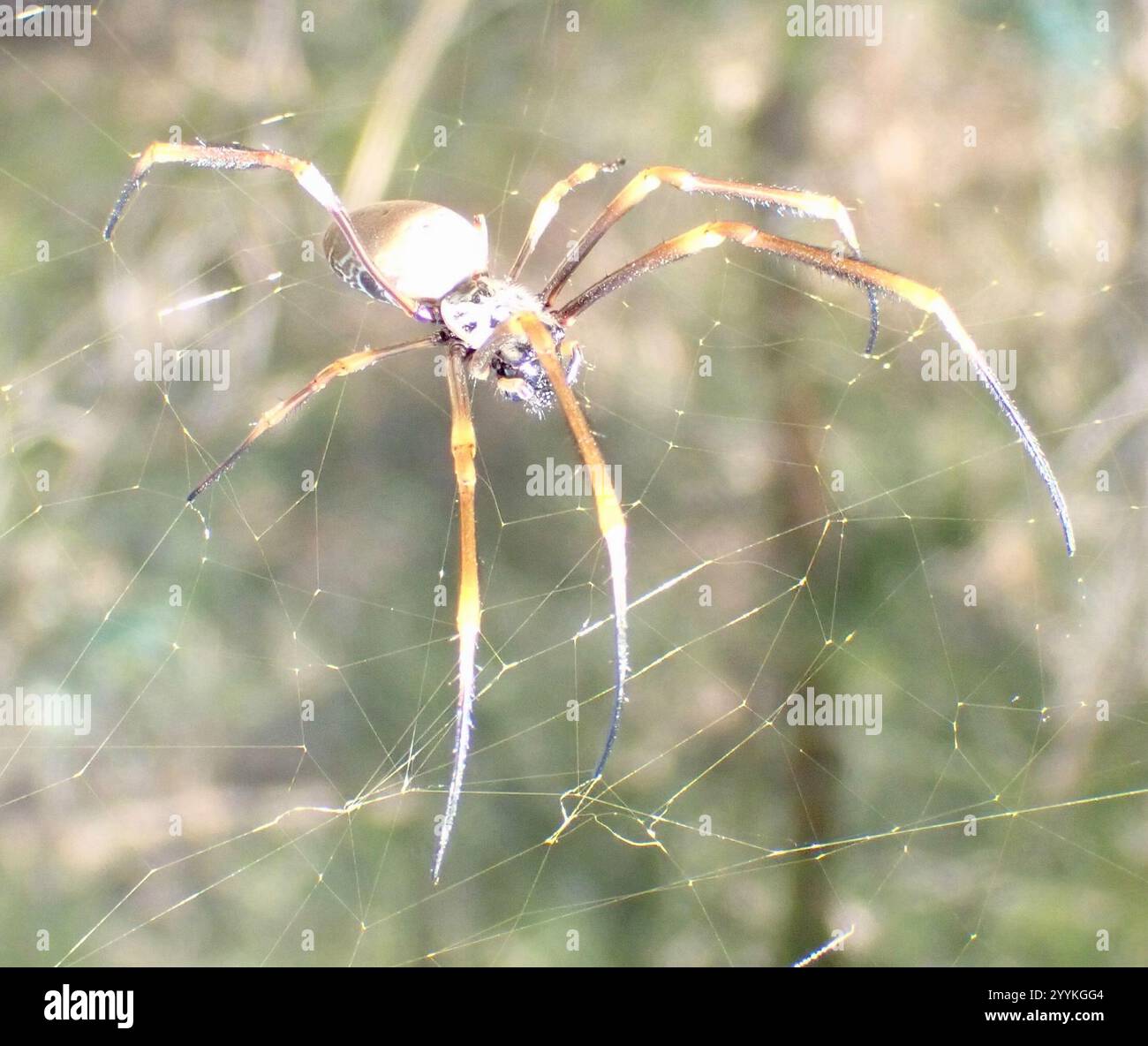 Tiger Spider (Trichonephila plumipes Stock Photo - Alamy