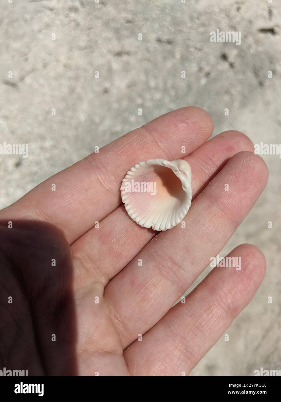 Florida Prickly Cockle (Trachycardium egmontianum Stock Photo - Alamy