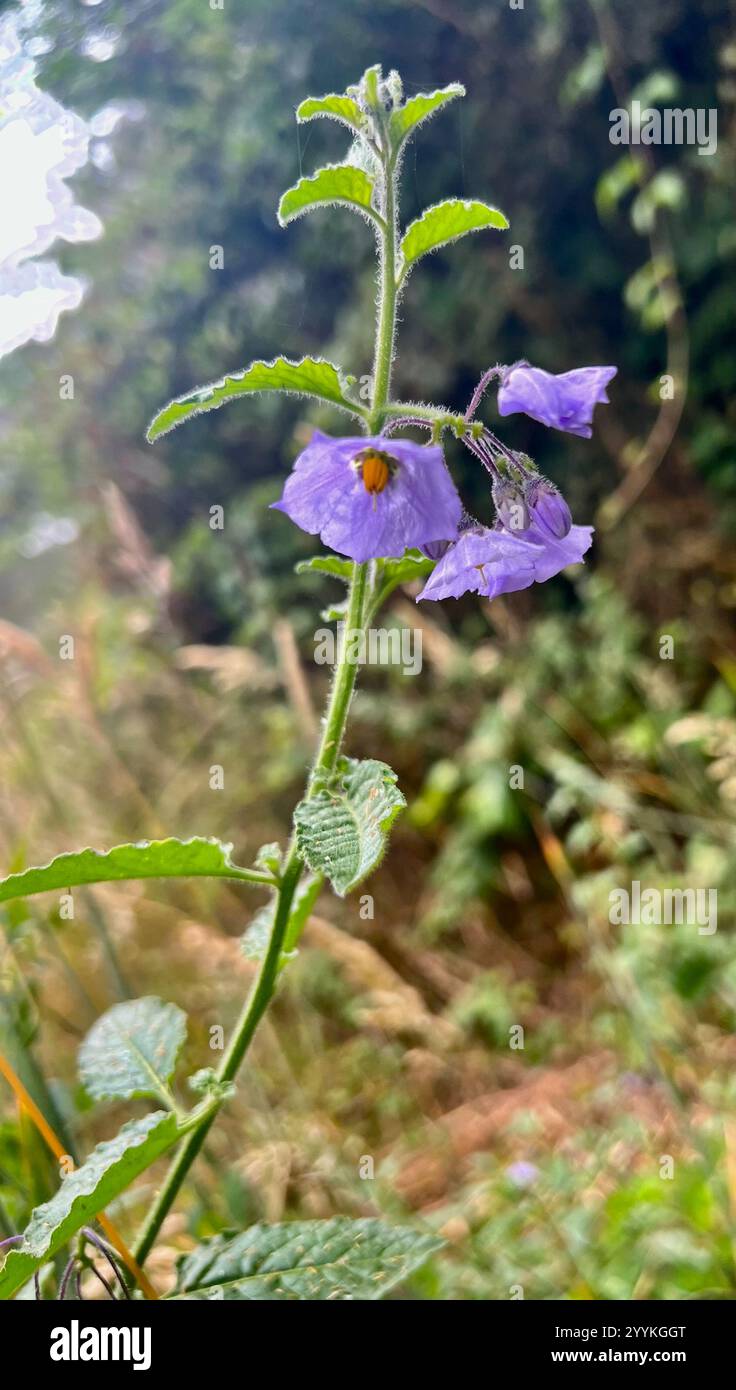 bluewitch nightshade (Solanum umbelliferum Stock Photo - Alamy