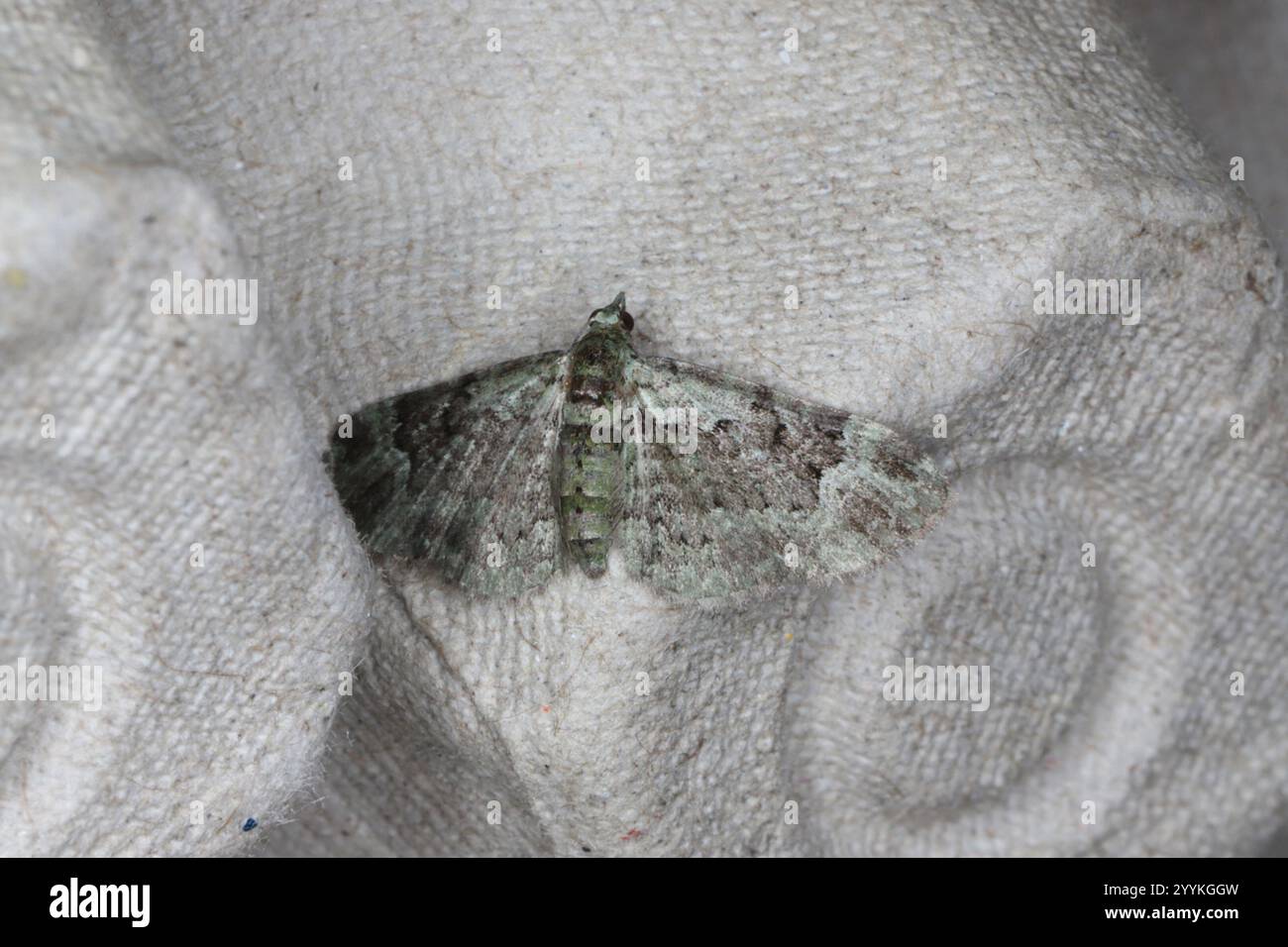 Green Pug (Pasiphila rectangulata Stock Photo - Alamy