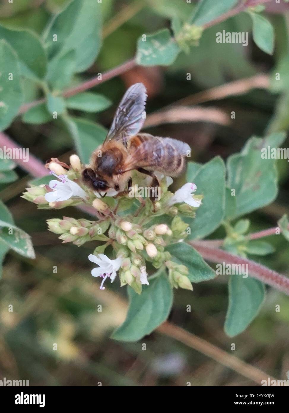 Western Honey Bee (Apis mellifera Stock Photo - Alamy