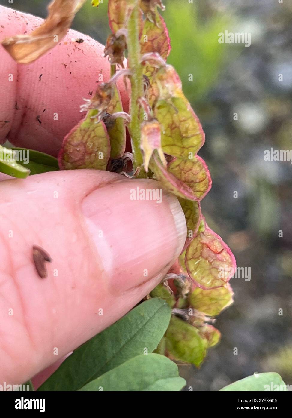 Alpine Sweet-vetch (Hedysarum alpinum Stock Photo - Alamy