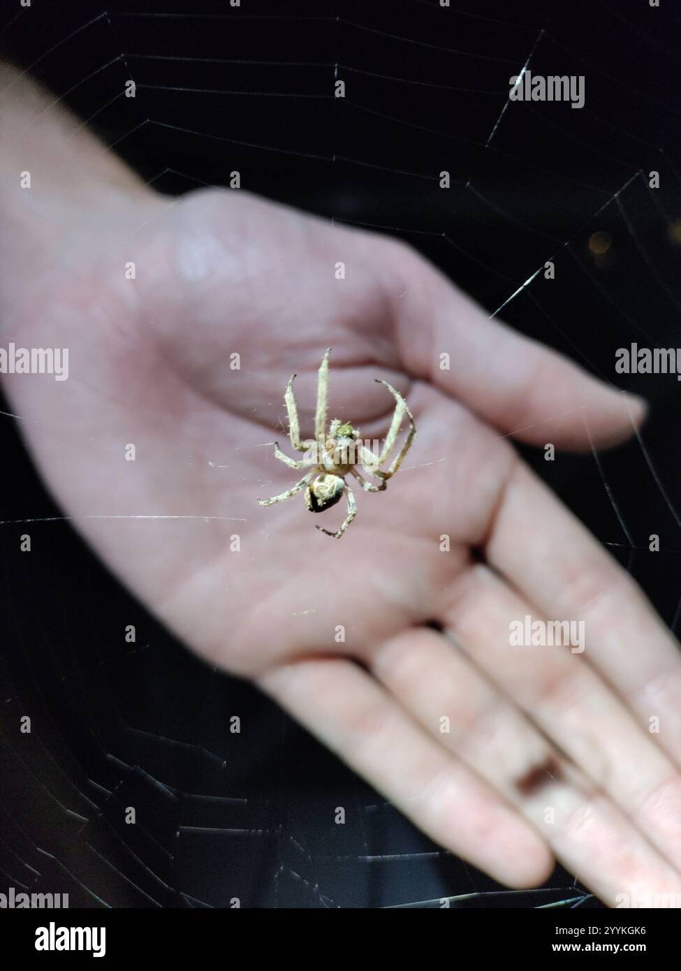 Grey Cross Spider (Larinioides sclopetarius Stock Photo - Alamy