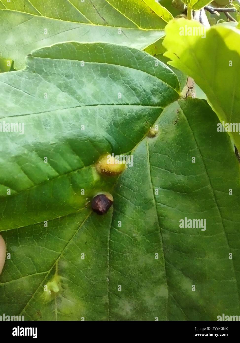Witch-hazel Cone Gall Aphid (Hormaphis hamamelidis Stock Photo - Alamy