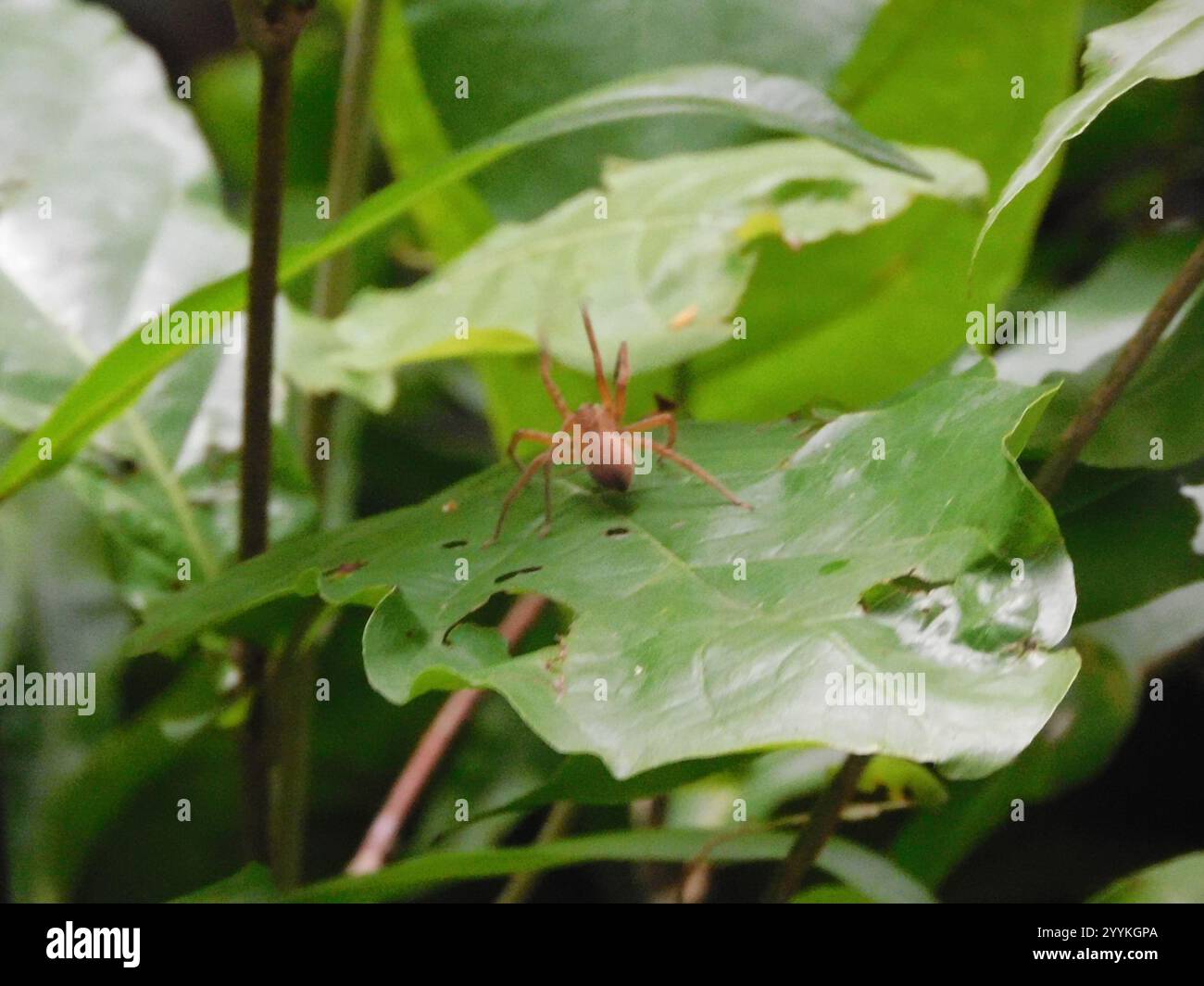 Typical Spiders (Araneomorphae Stock Photo - Alamy