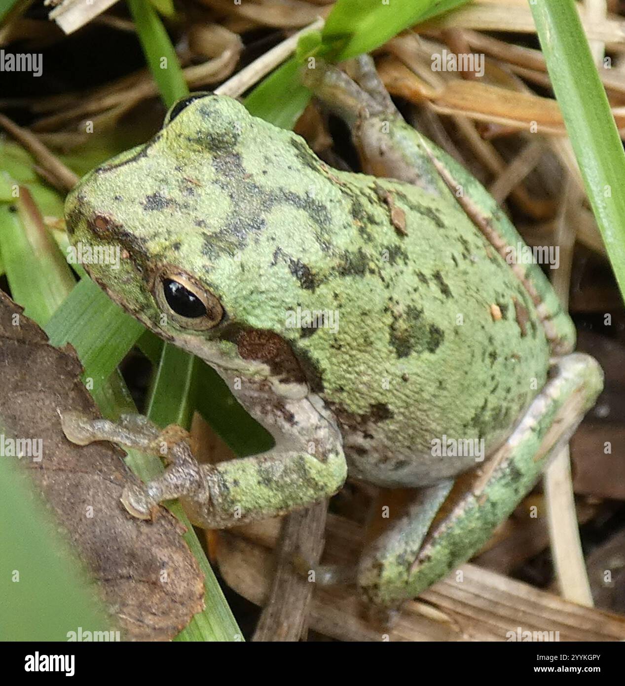 Squirrel Treefrog (Hyla squirella Stock Photo - Alamy