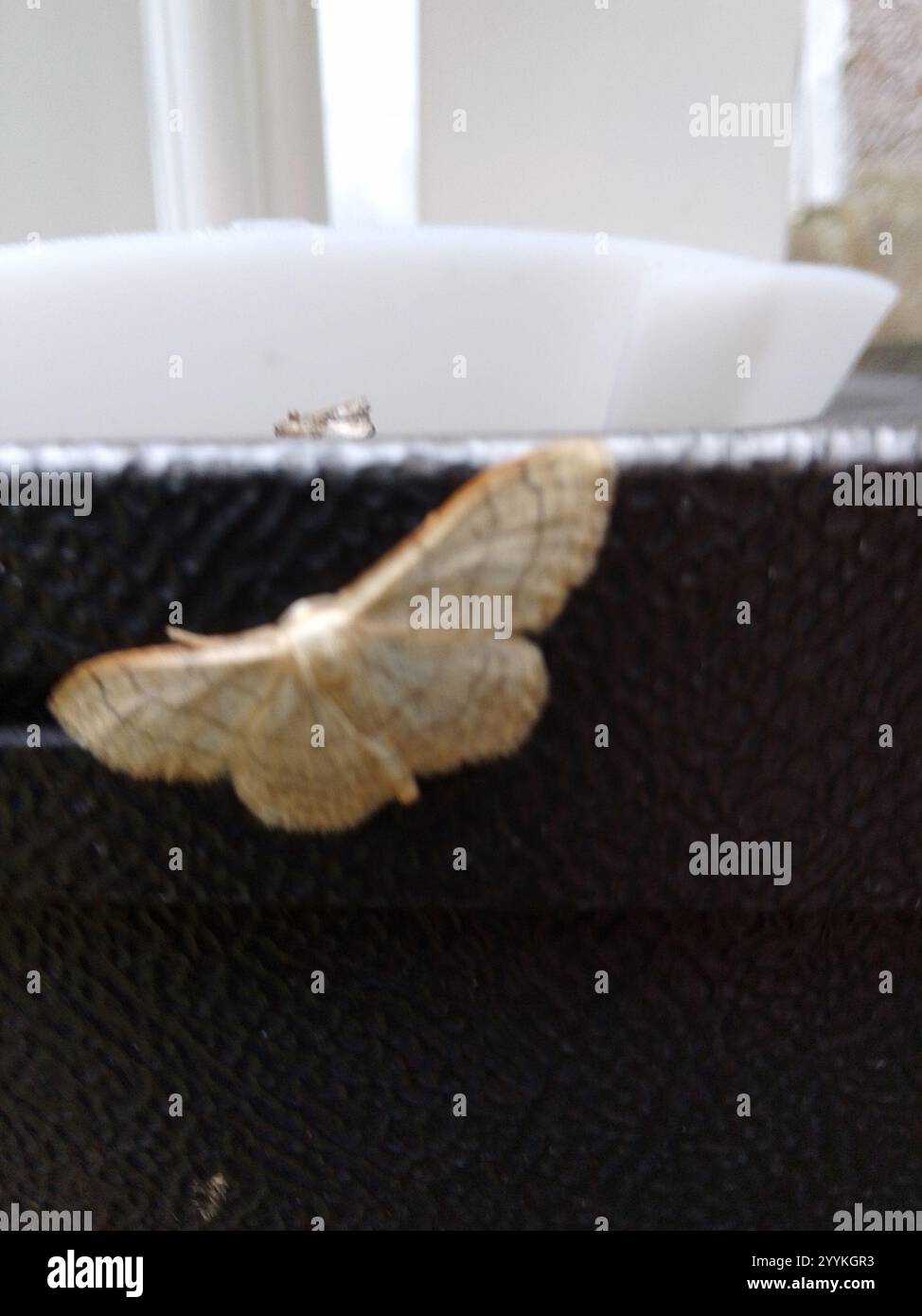 Riband Wave (Idaea aversata Stock Photo - Alamy