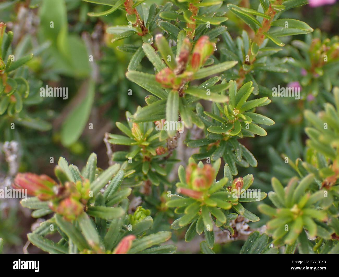 pink mountainheath (Phyllodoce empetriformis Stock Photo - Alamy