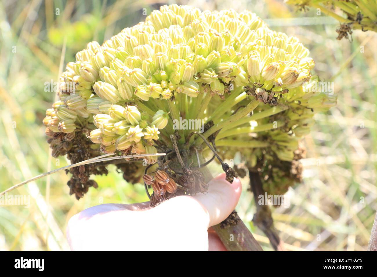 Angelica lucida hi-res stock photography and images - Alamy