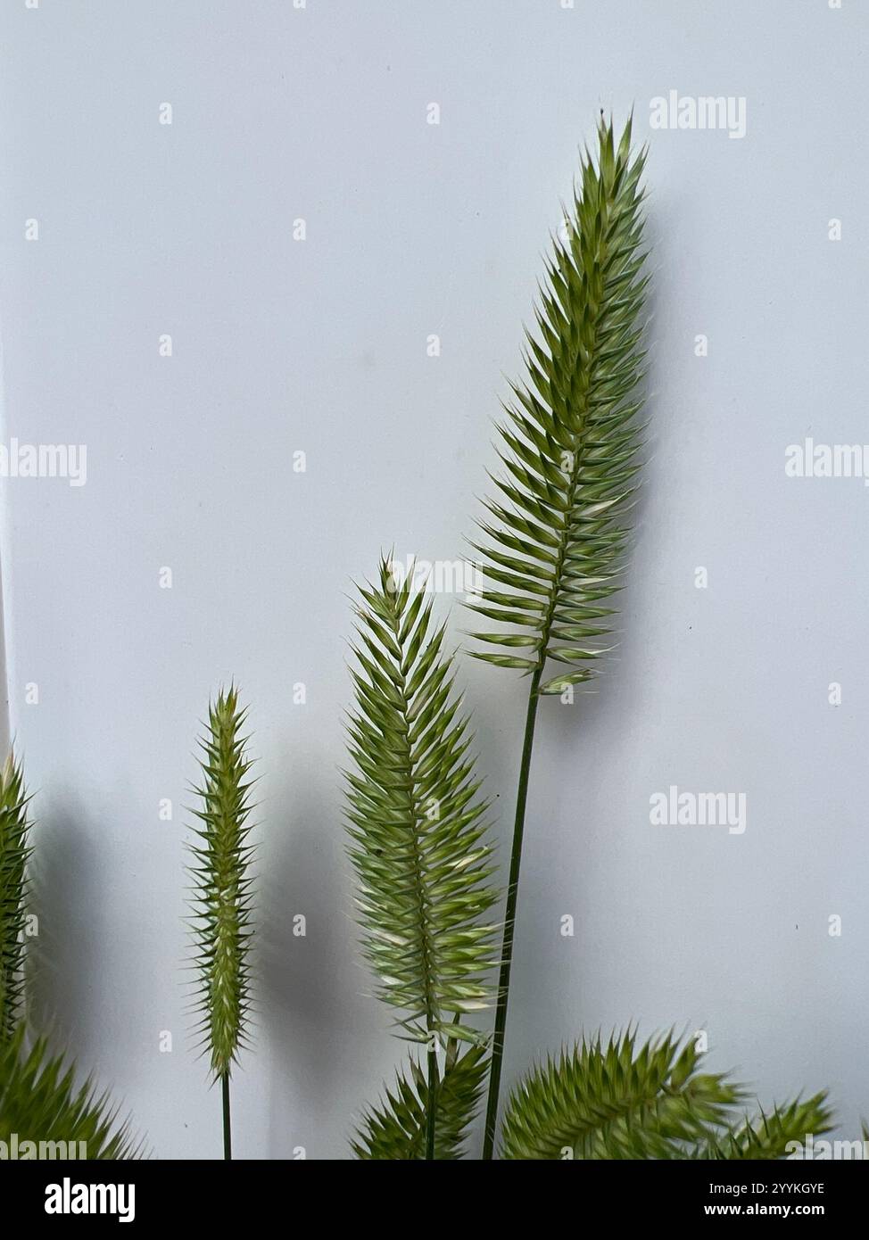 Crested Wheatgrass (Agropyron cristatum Stock Photo - Alamy