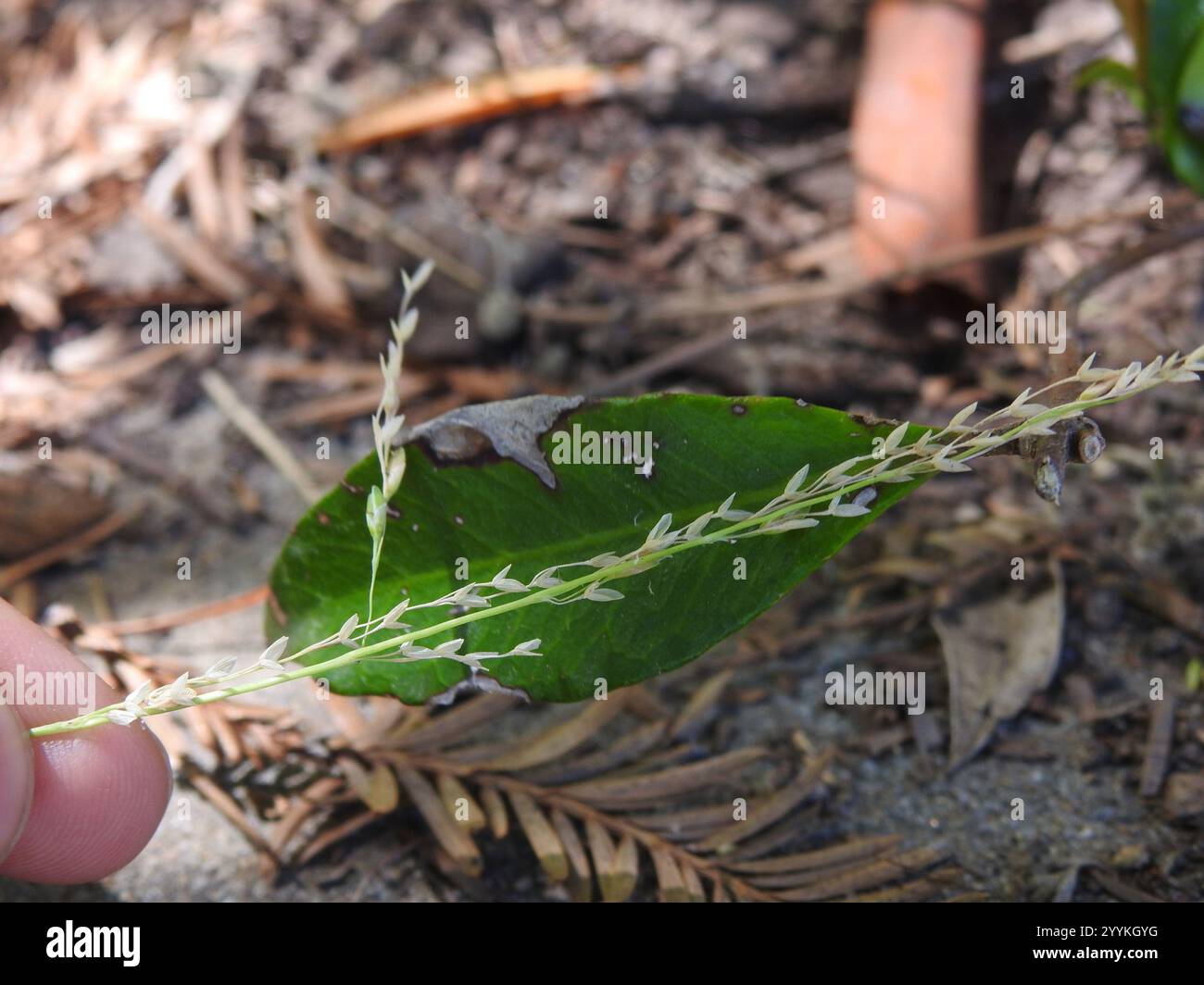 panic veldtgrass (Ehrharta erecta Stock Photo - Alamy