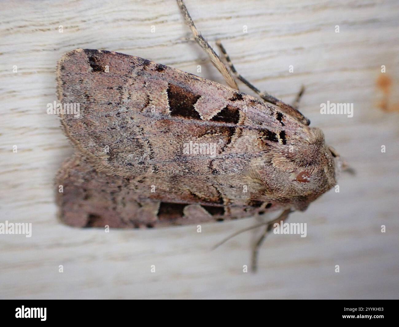 Double Square-spot (Xestia triangulum Stock Photo - Alamy