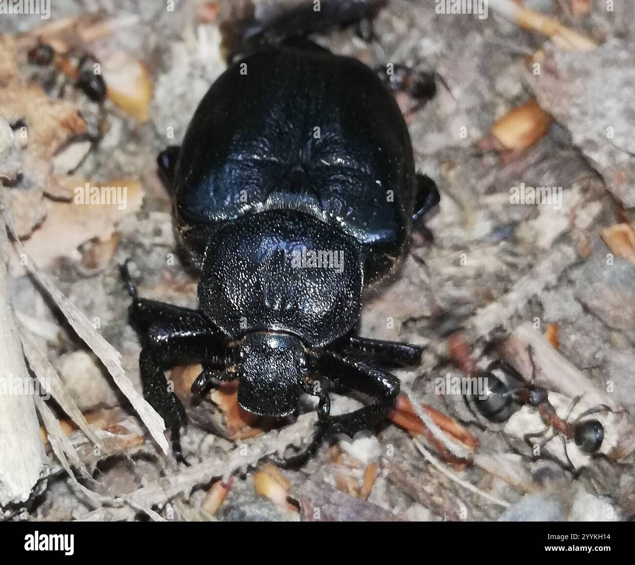 Typical Hermit Beetles (Osmoderma Stock Photo - Alamy