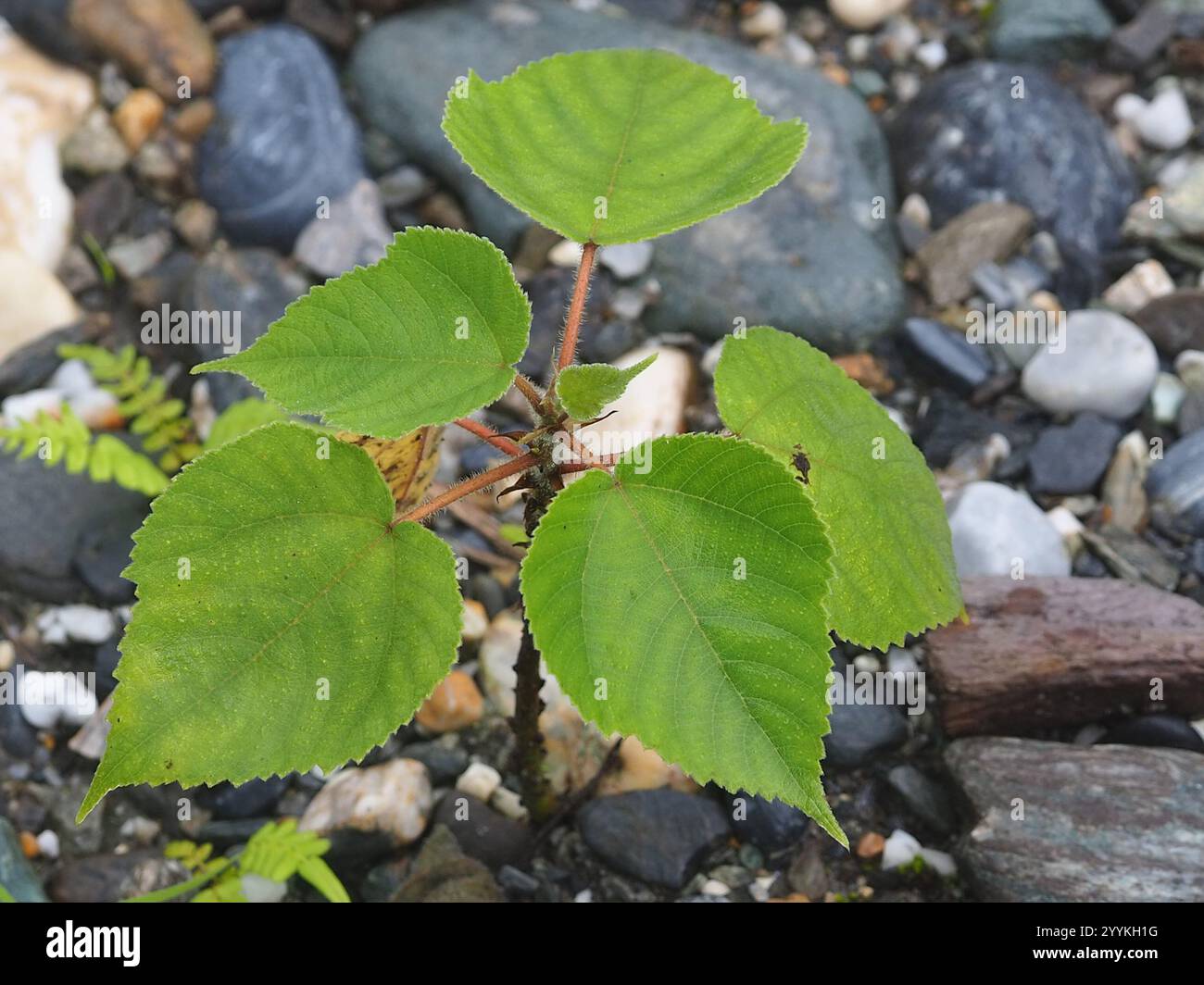 Paper mulberry (Broussonetia papyrifera Stock Photo - Alamy