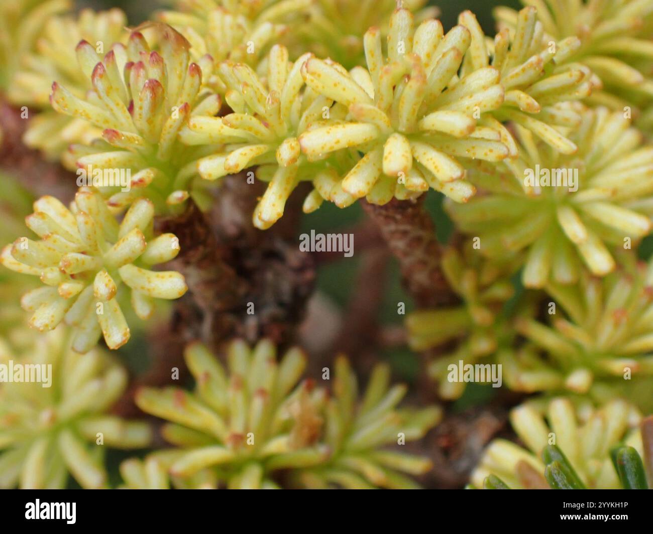 spruce witch's broom rust (Chrysomyxa arctostaphyli Stock Photo - Alamy