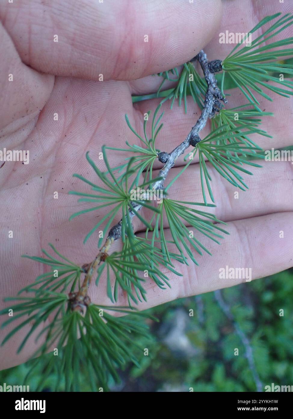 subalpine larch (Larix lyallii Stock Photo - Alamy