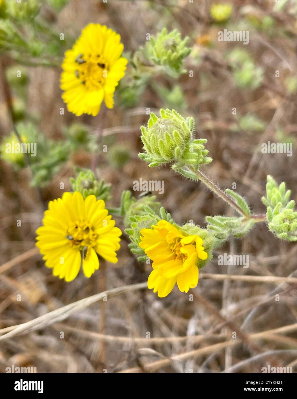 Coastal Tarweed (Deinandra corymbosa Stock Photo - Alamy