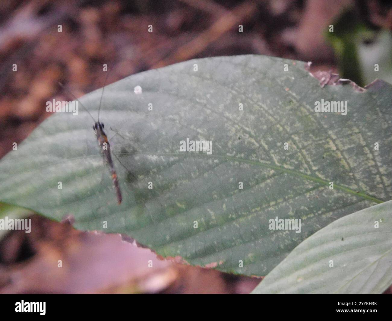 Clearwing Mimic-White (Dismorphia theucharila Stock Photo - Alamy