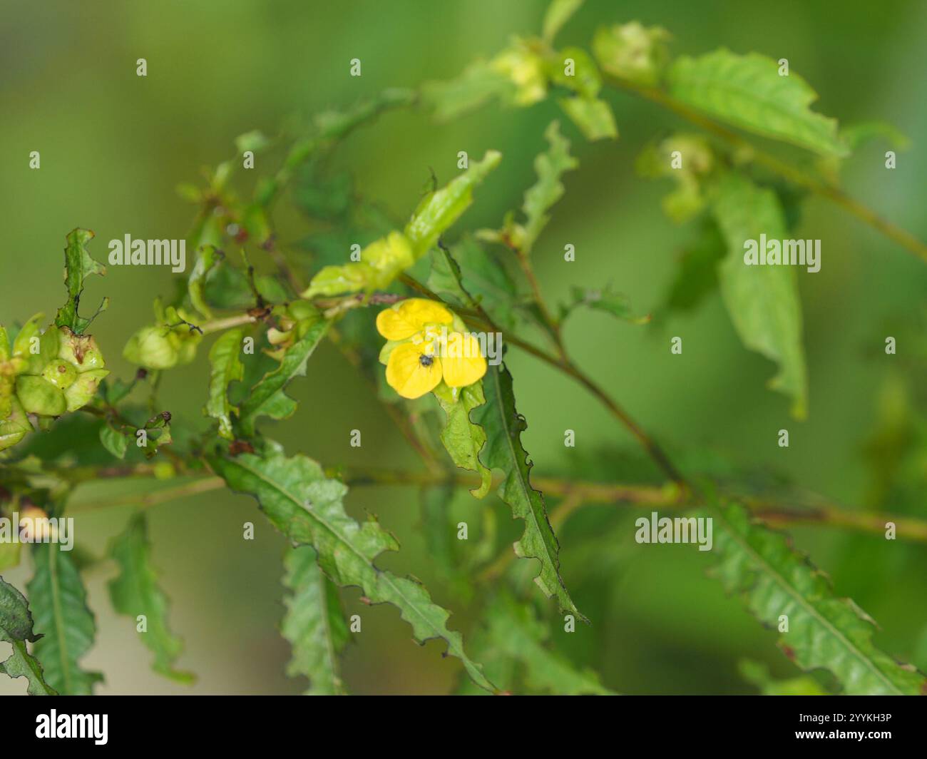 Seedbox (Ludwigia alternifolia Stock Photo - Alamy