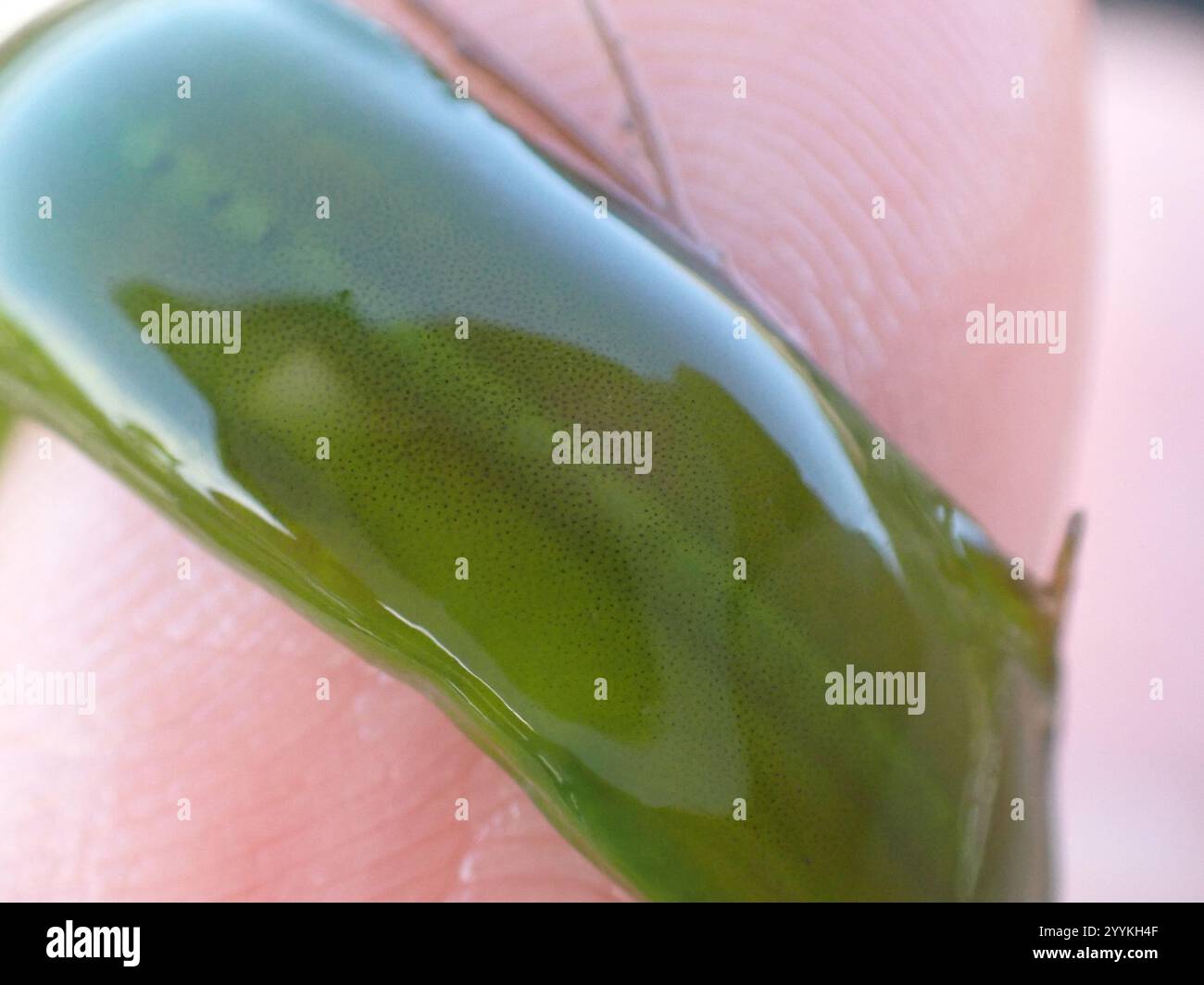 Penpoint Gunnel (Apodichthys flavidus Stock Photo - Alamy