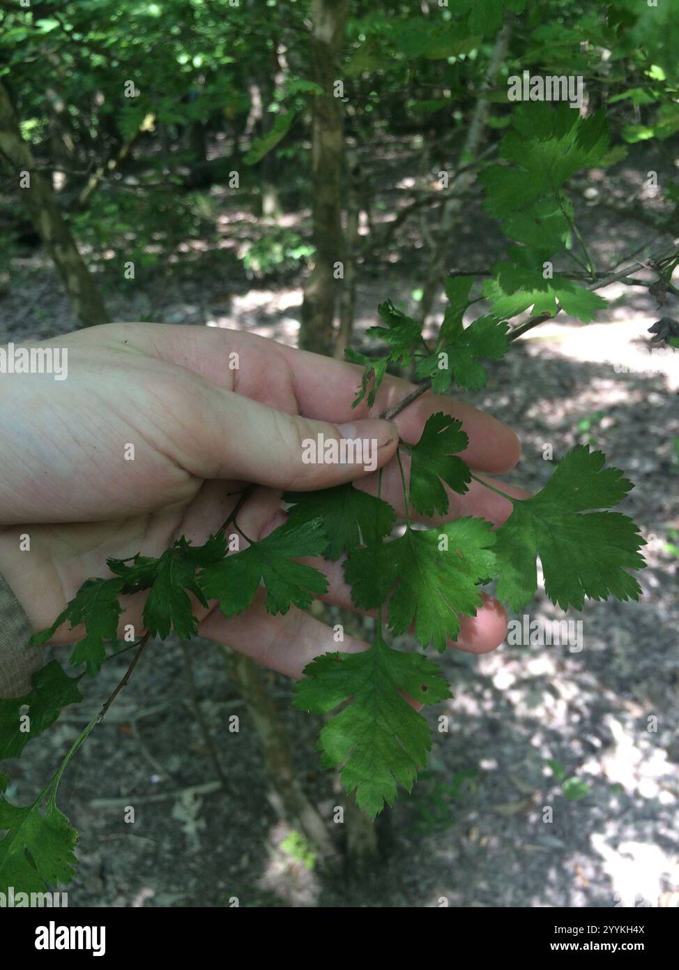 parsley hawthorn (Crataegus marshallii Stock Photo - Alamy