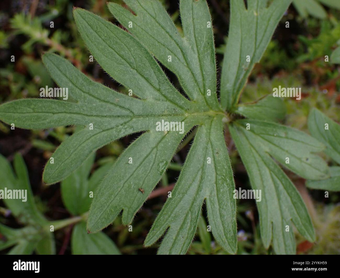 ballhead waterleaf (Hydrophyllum capitatum Stock Photo - Alamy