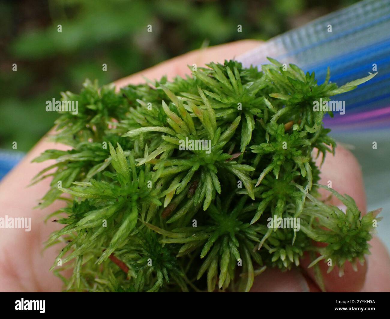 Sphagnum mosses (Sphagnum Stock Photo - Alamy