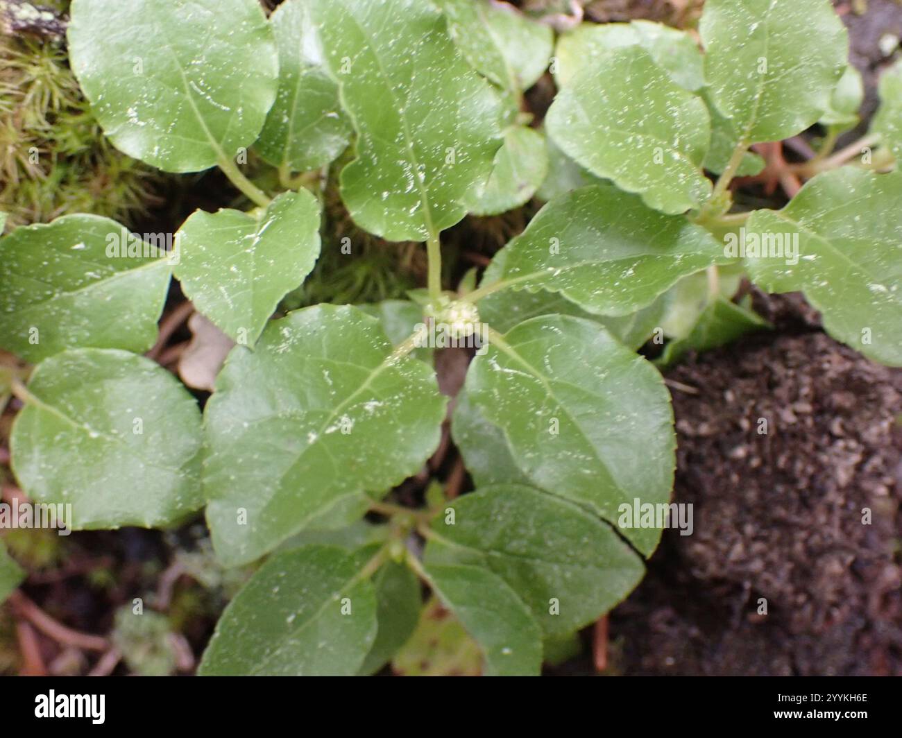 one-sided wintergreen (Orthilia secunda Stock Photo - Alamy